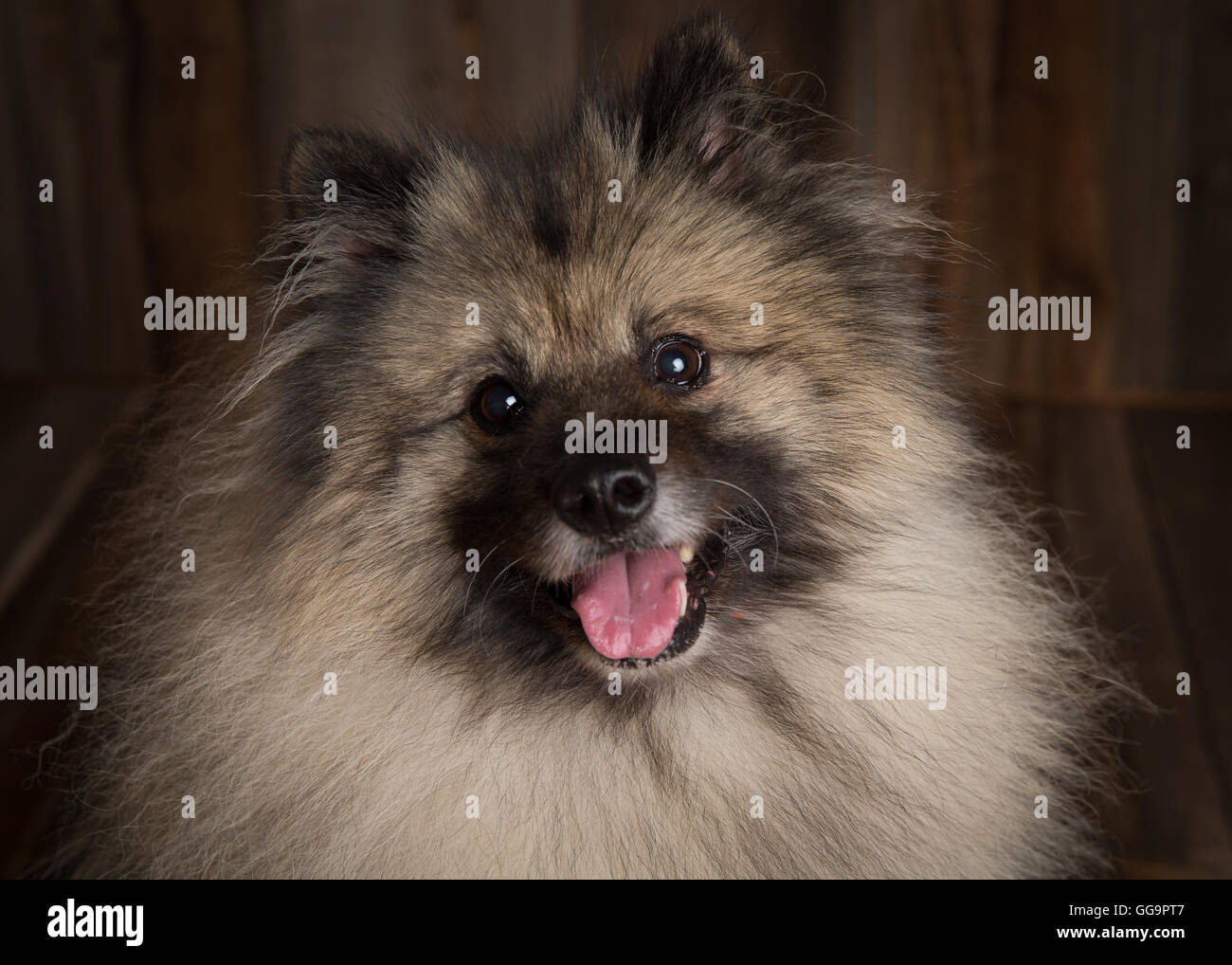Keeshond dog in a rustic wooden studio setting close up face looking at ...