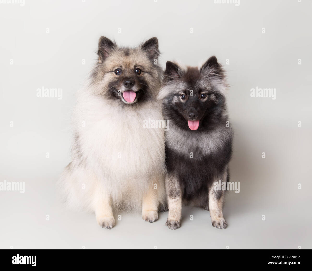 Two different coloured keeshonds in a studio setting sitting down Stock ...