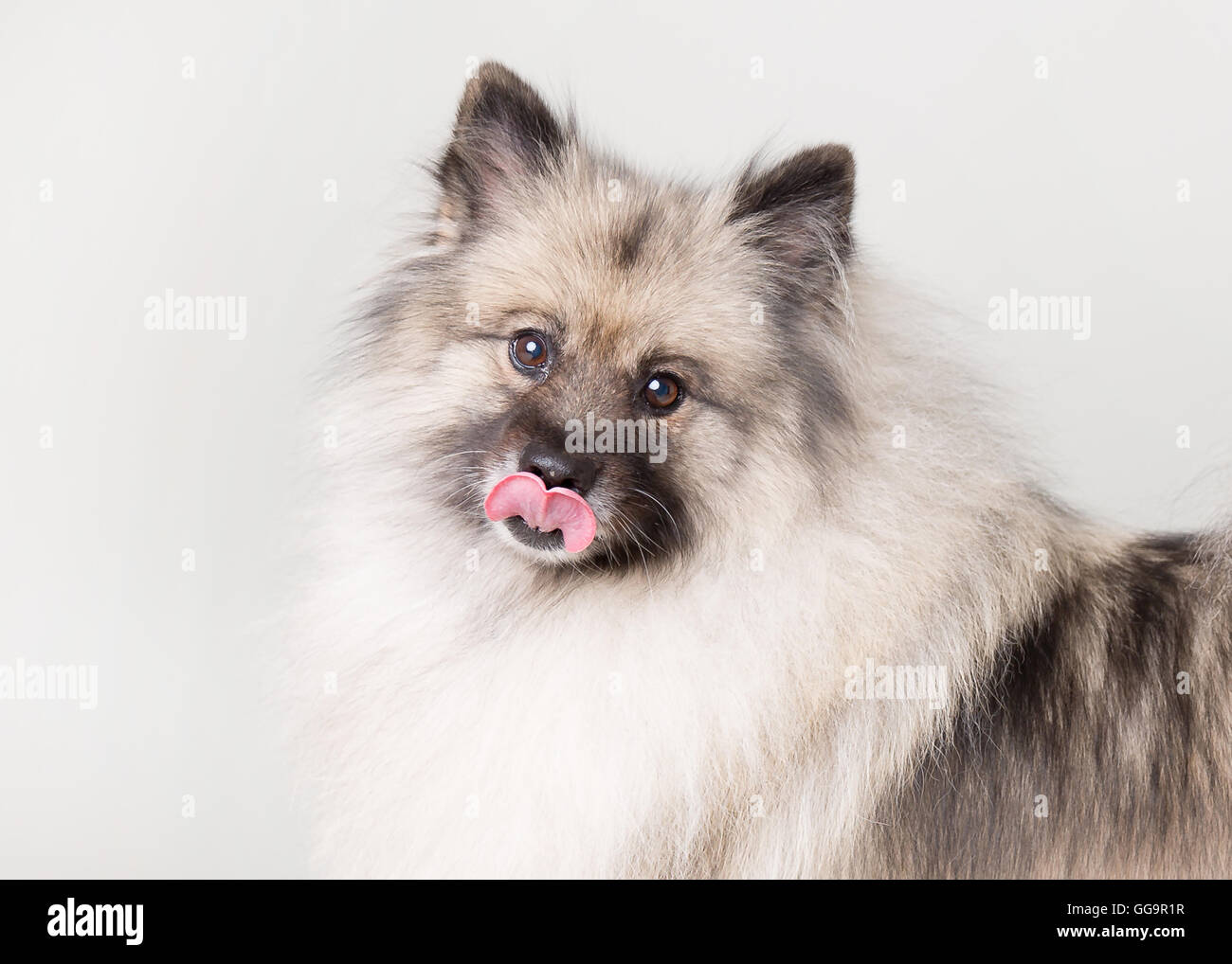 Keeshond face close up licking lips and nose with tongue is a studio ...