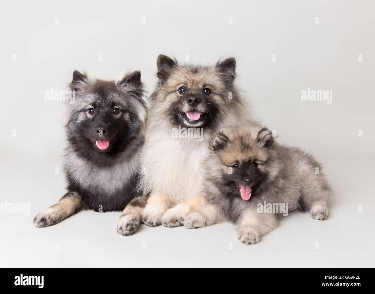 Three Keeshonds (Keeshonden) posing laying down together in a studio ...