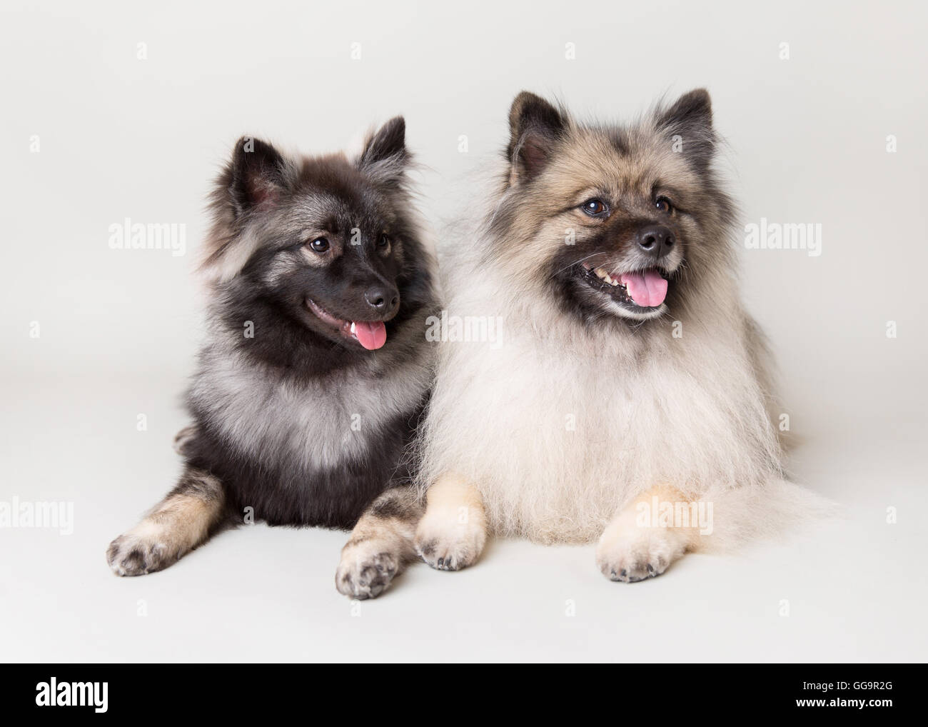 Keeshonden hi-res stock photography and images - Alamy