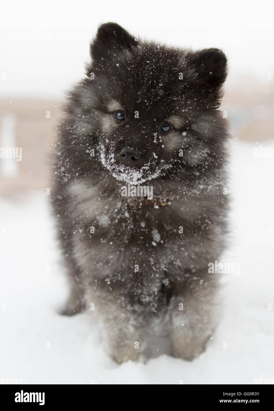 Keeshond puppy in the snow with a snowy face and muzzle Stock Photo - Alamy