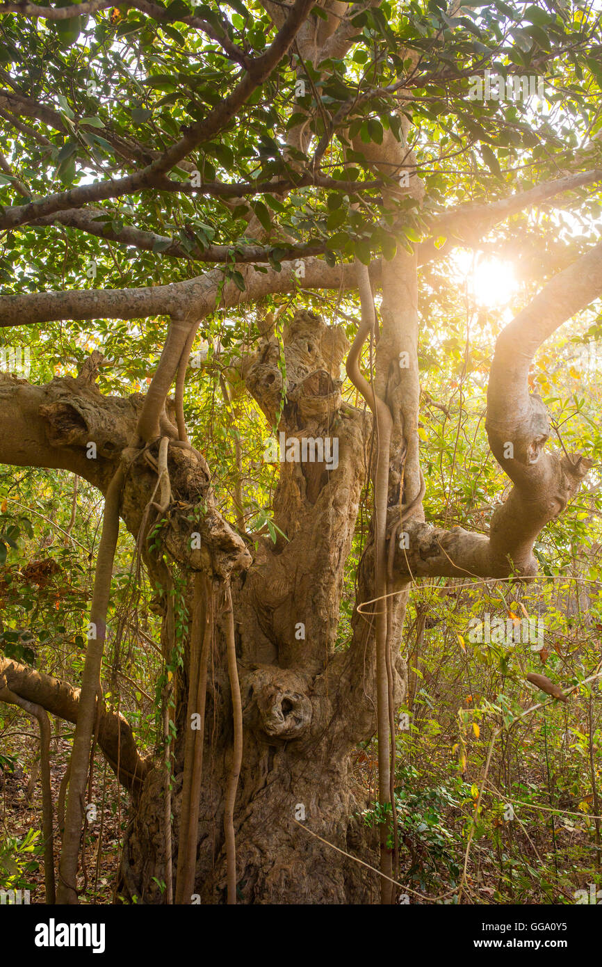 Tree of Life, Amazing Banyan Tree in morning sunlight Stock Photo - Alamy