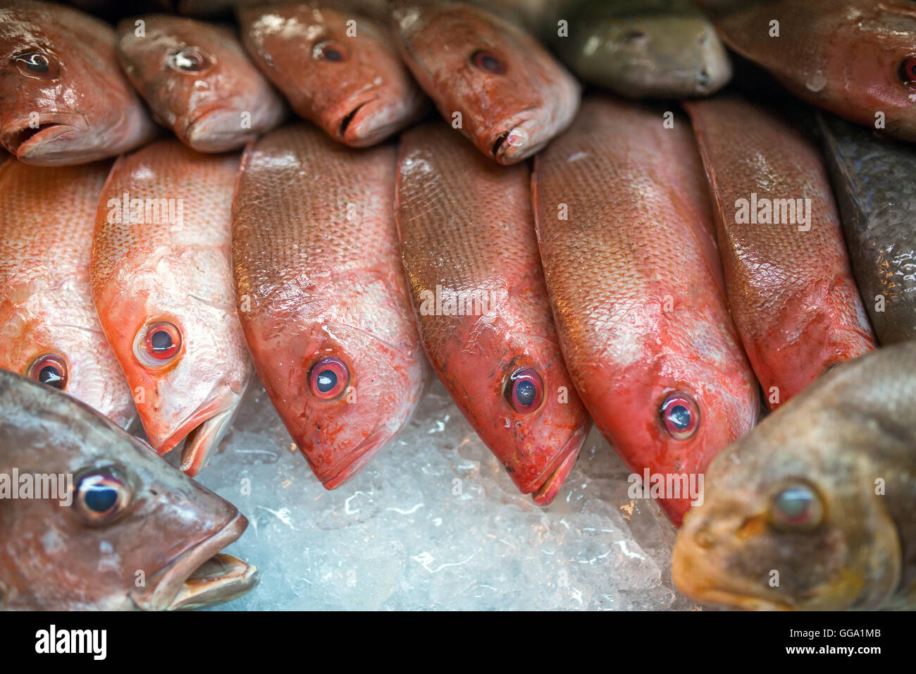 Tropical seafood hi-res stock photography and images - Alamy