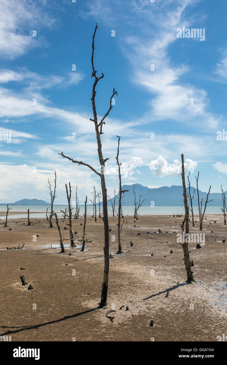 Dead sea trees hi-res stock photography and images - Alamy