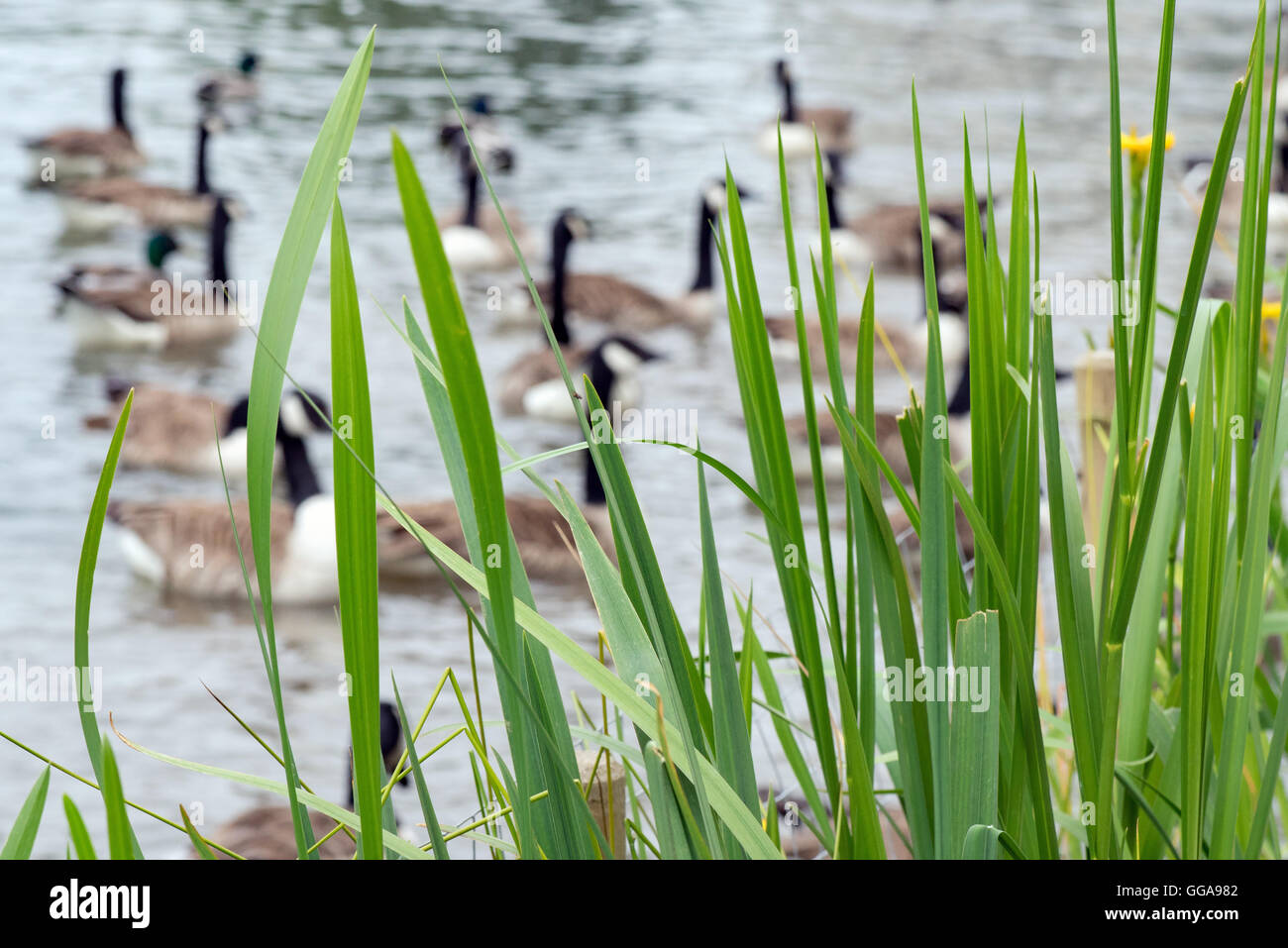 Ducks together on a village duck pond Stock Photo - Alamy