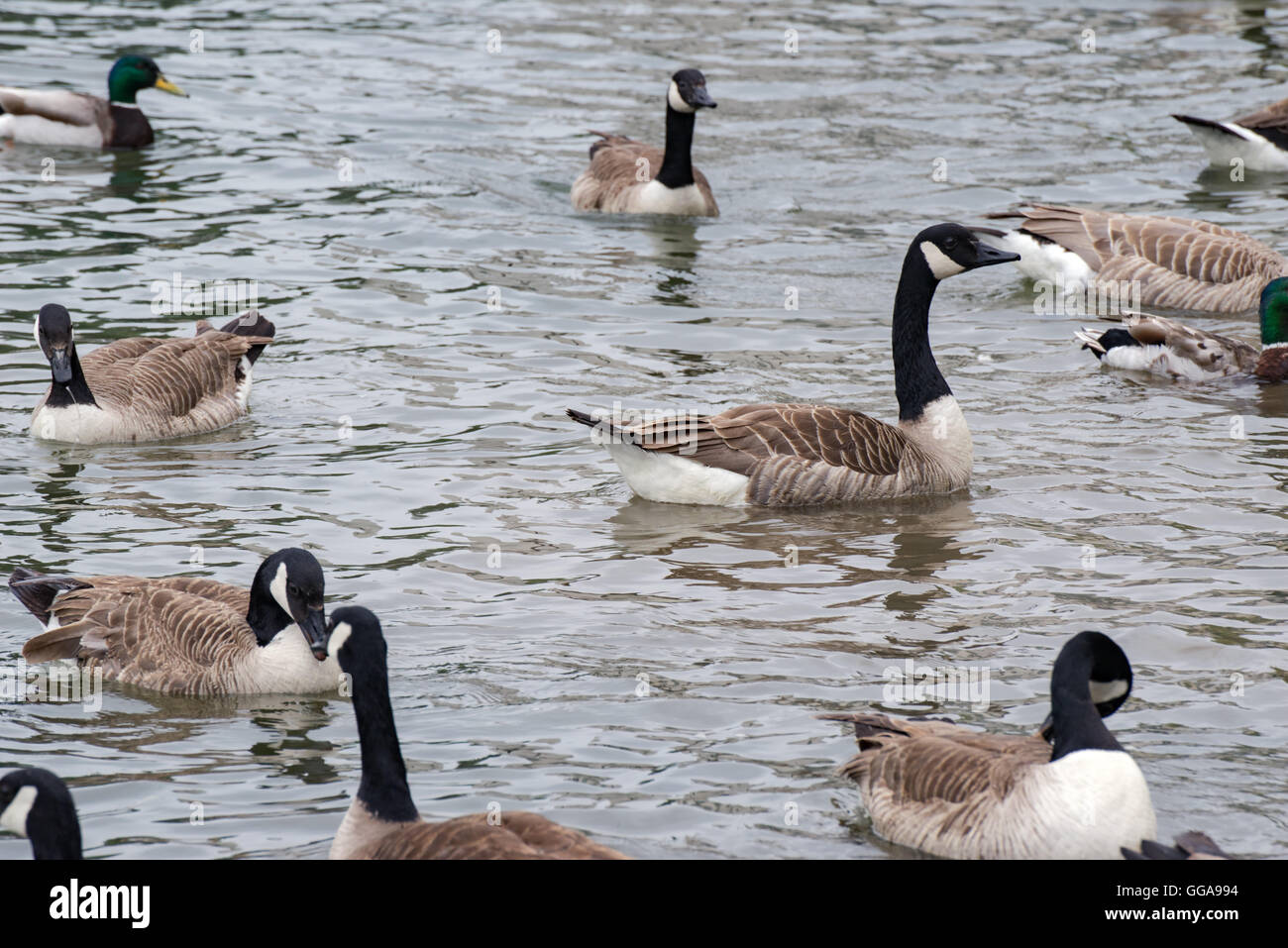 Ducks on a village duckpond Stock Photo - Alamy
