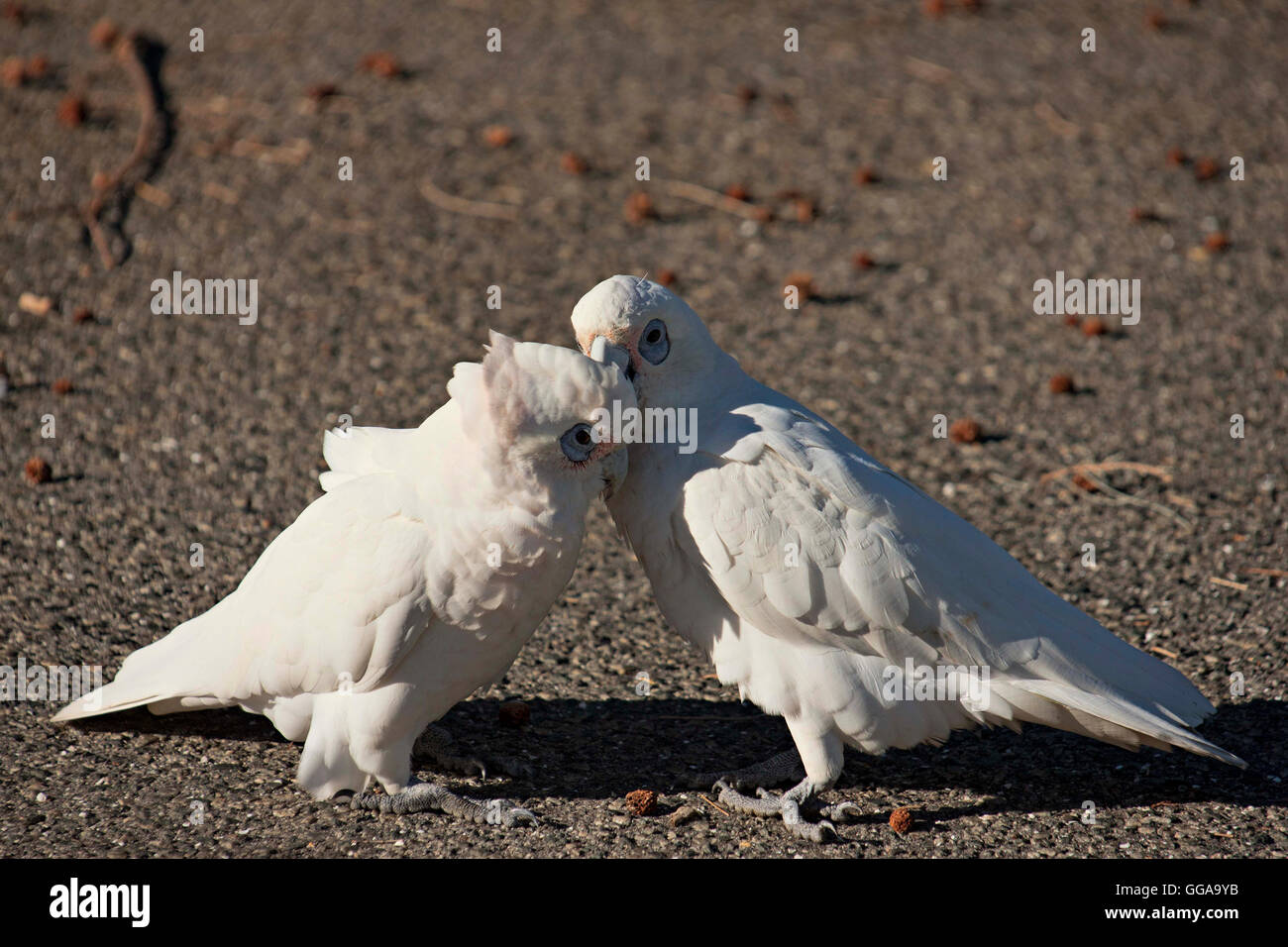 Little corella Cockatoo's ( Cacatua sanguinea ) Western Australia Stock ...