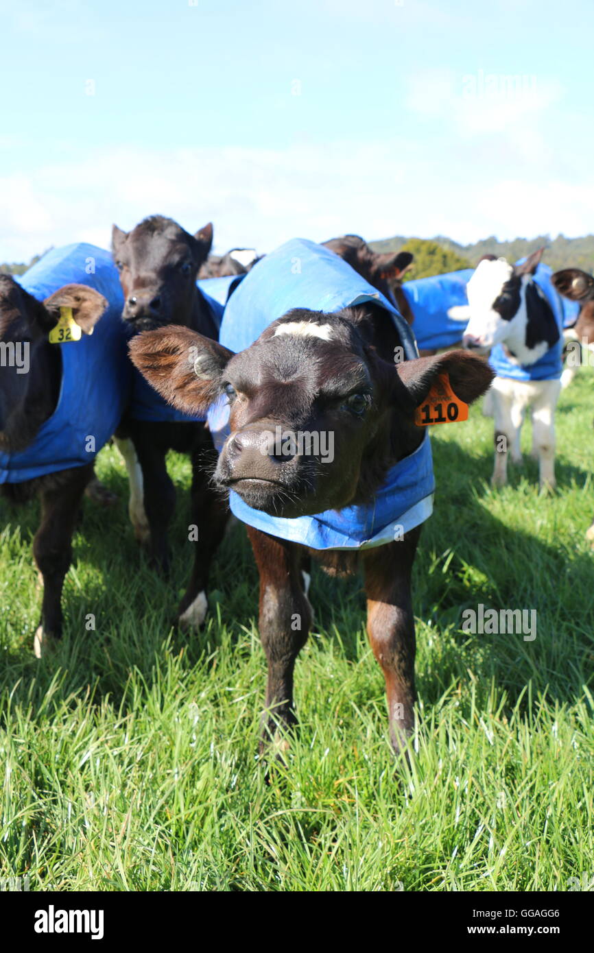 Confused cow hi-res stock photography and images - Alamy
