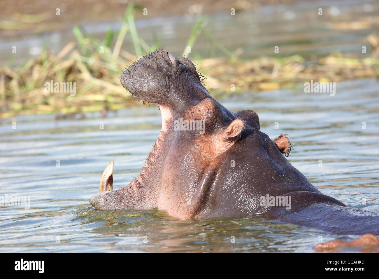 Hippopotamus (Hippopotamus amphibius) in Queen Elizabeth National Park ...