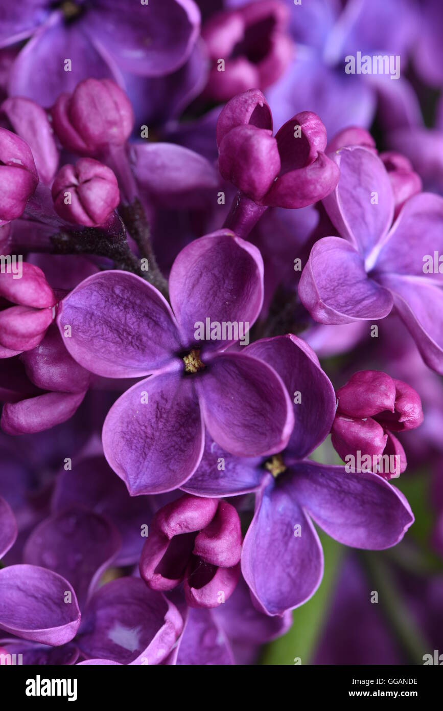 Lilac flowers closeup Stock Photo - Alamy