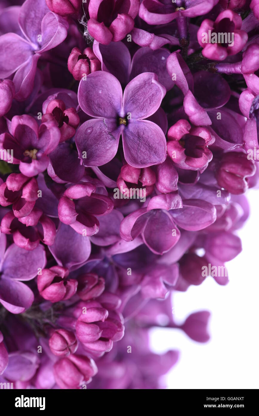 Lilac flowers closeup Stock Photo - Alamy