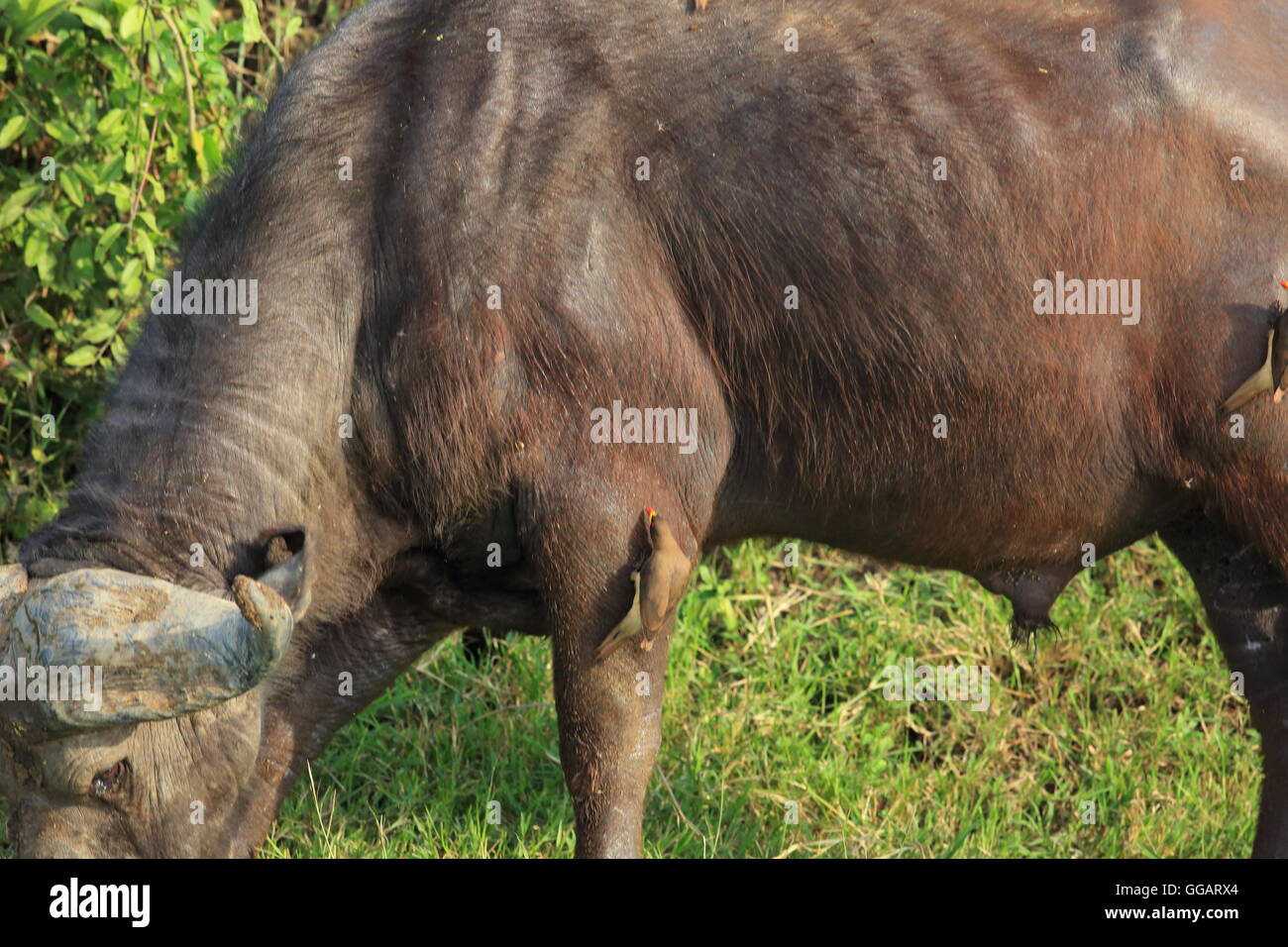 Yellow-billed oxpecker (Buphagus africanus) in Uganda Stock Photo - Alamy