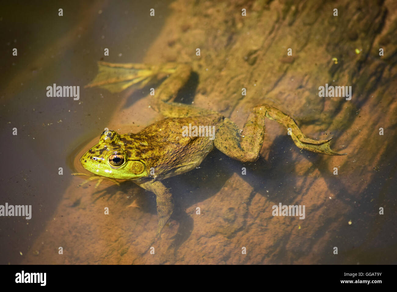 Green frog in the water, view from above Stock Photo - Alamy