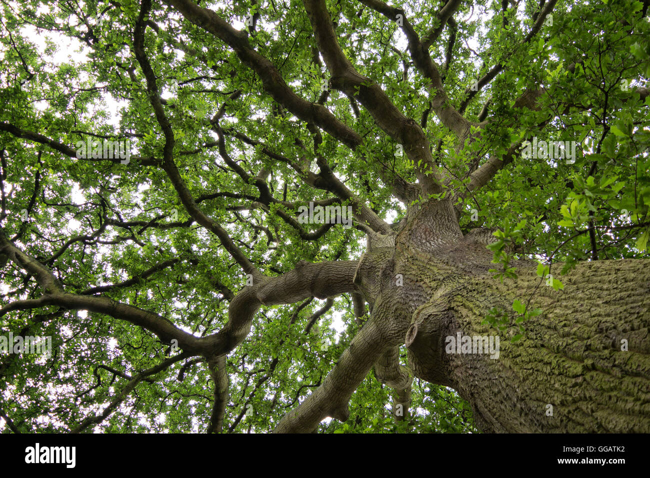 Under view from the tree hi-res stock photography and images - Alamy