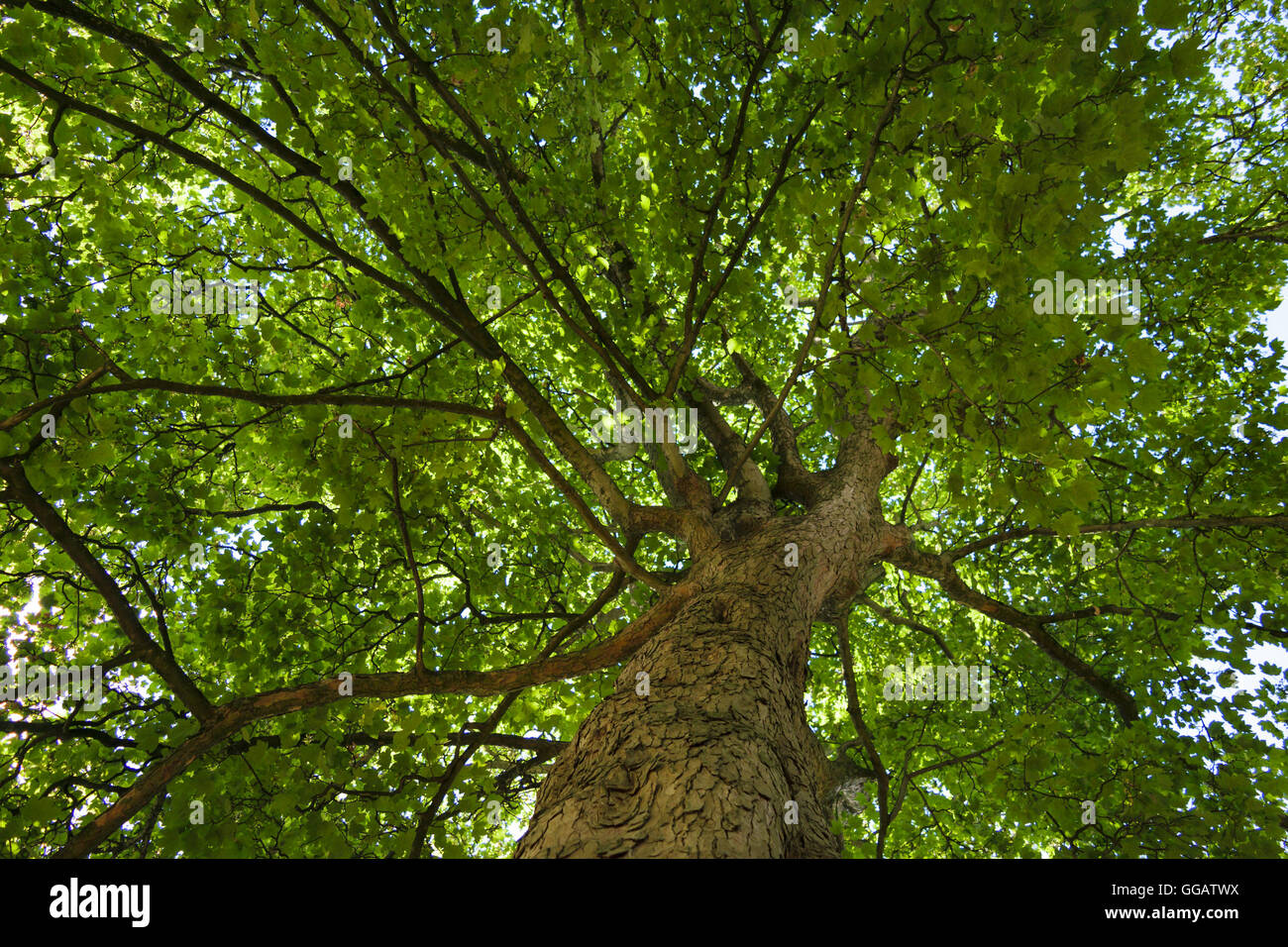 Looking up at tall tree hi-res stock photography and images - Alamy
