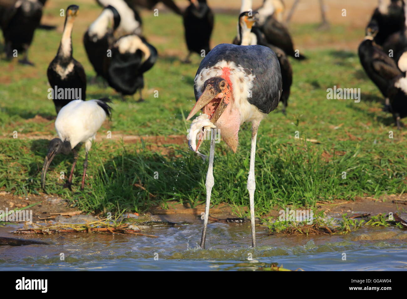 Marabou Stork (Leptoptilos crumeniferus) in Lake Victoria, Uganda Stock ...