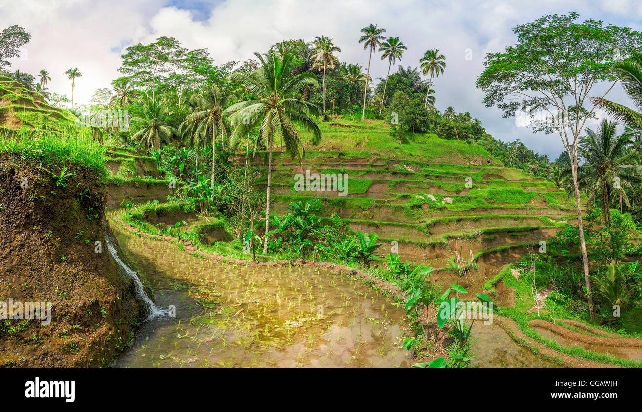 Rice field terrace in Bali, Indonesia Stock Photo - Alamy