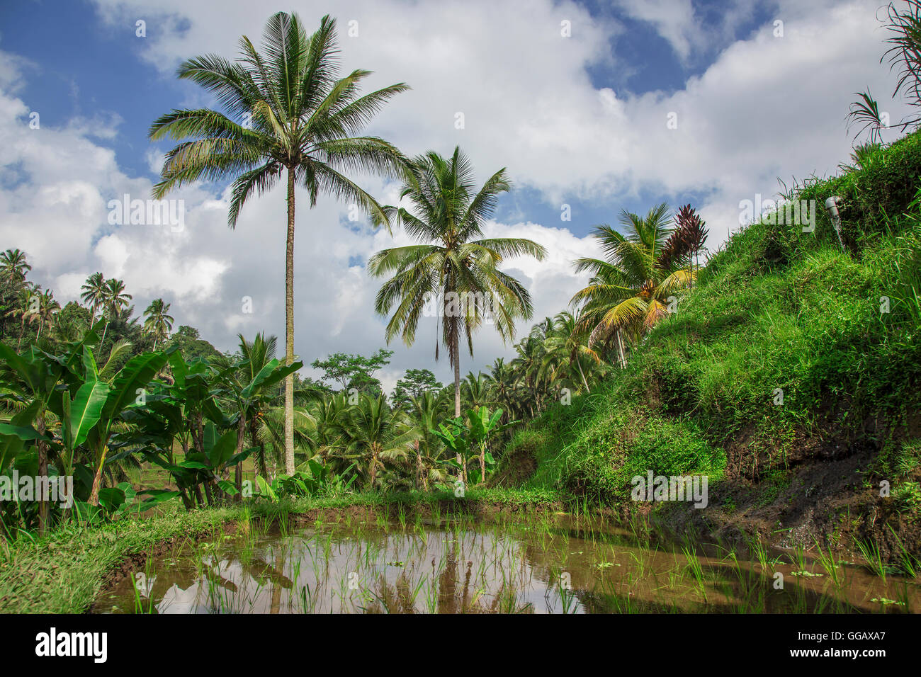 Rice field terrace in Bali, Indonesia Stock Photo - Alamy