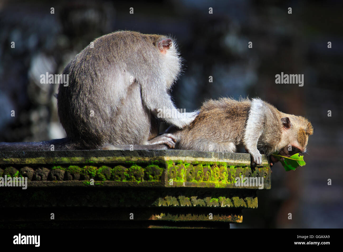 Monkeys on a Temple Stock Photo - Alamy