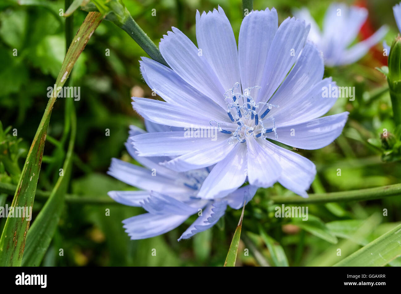 Picture of blue wild cichorei flower taken during a trip in Italy Stock ...