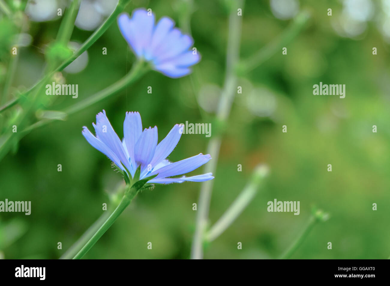 Picture of blue wild cichorei flower taken during a trip in Italy Stock ...