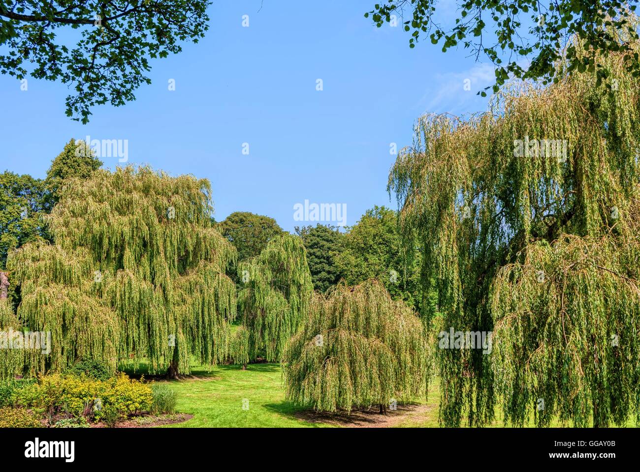 Willow landscape hi-res stock photography and images - Alamy