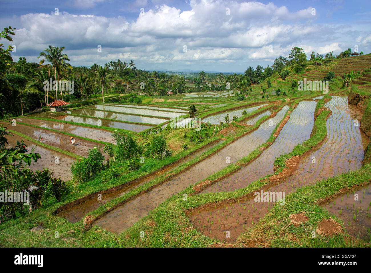 Rise-field in Bali Stock Photo - Alamy