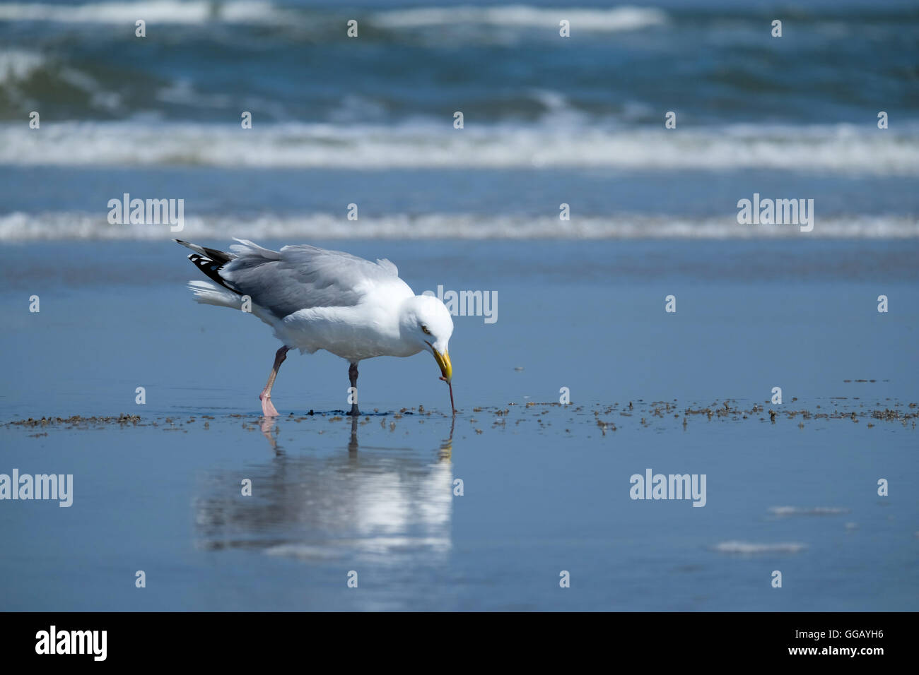 Sea worm hi-res stock photography and images - Alamy
