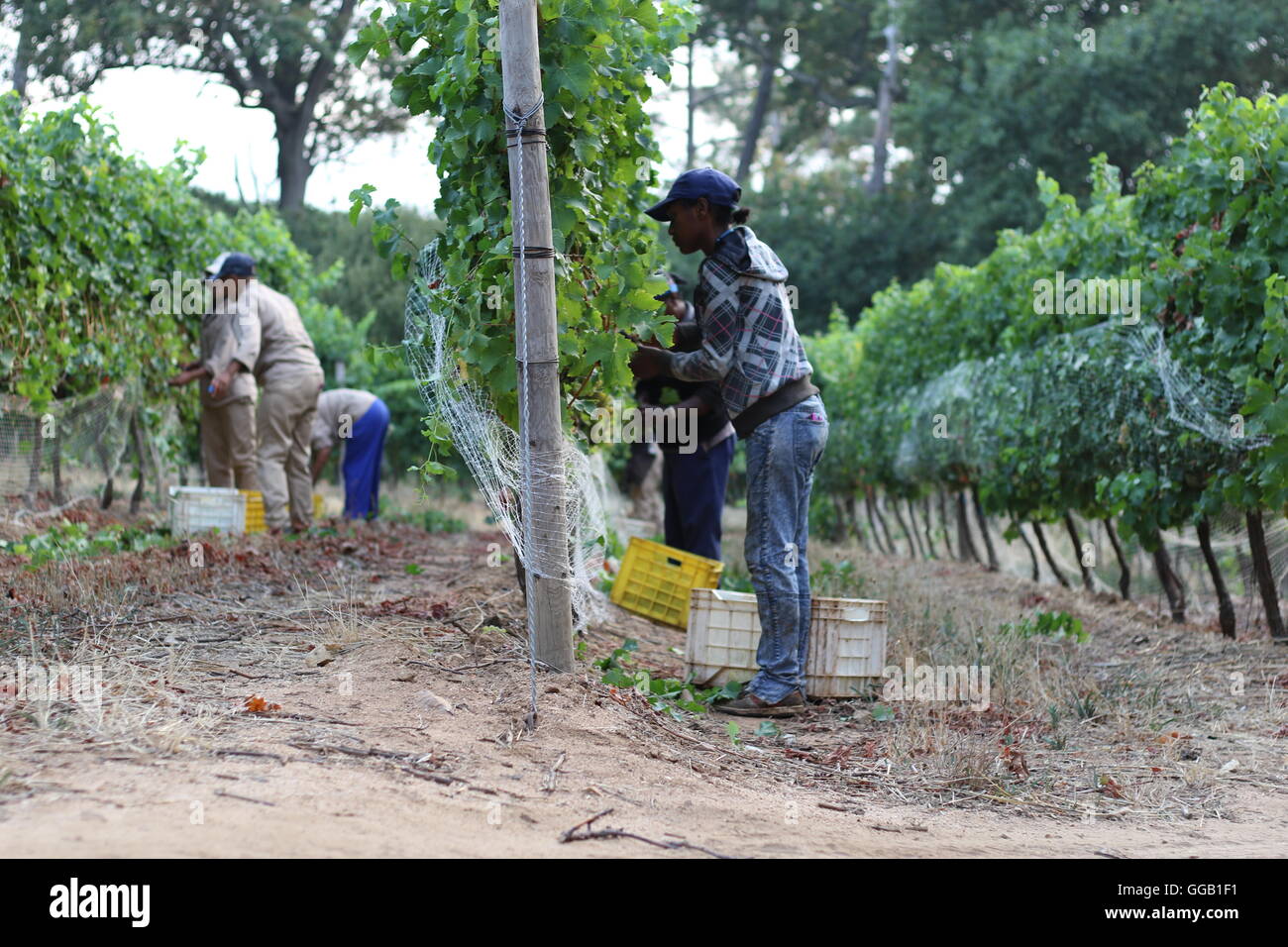 Workers field south africa hi-res stock photography and images - Alamy