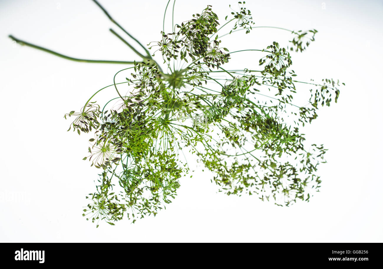 Dill flower hi-res stock photography and images - Alamy