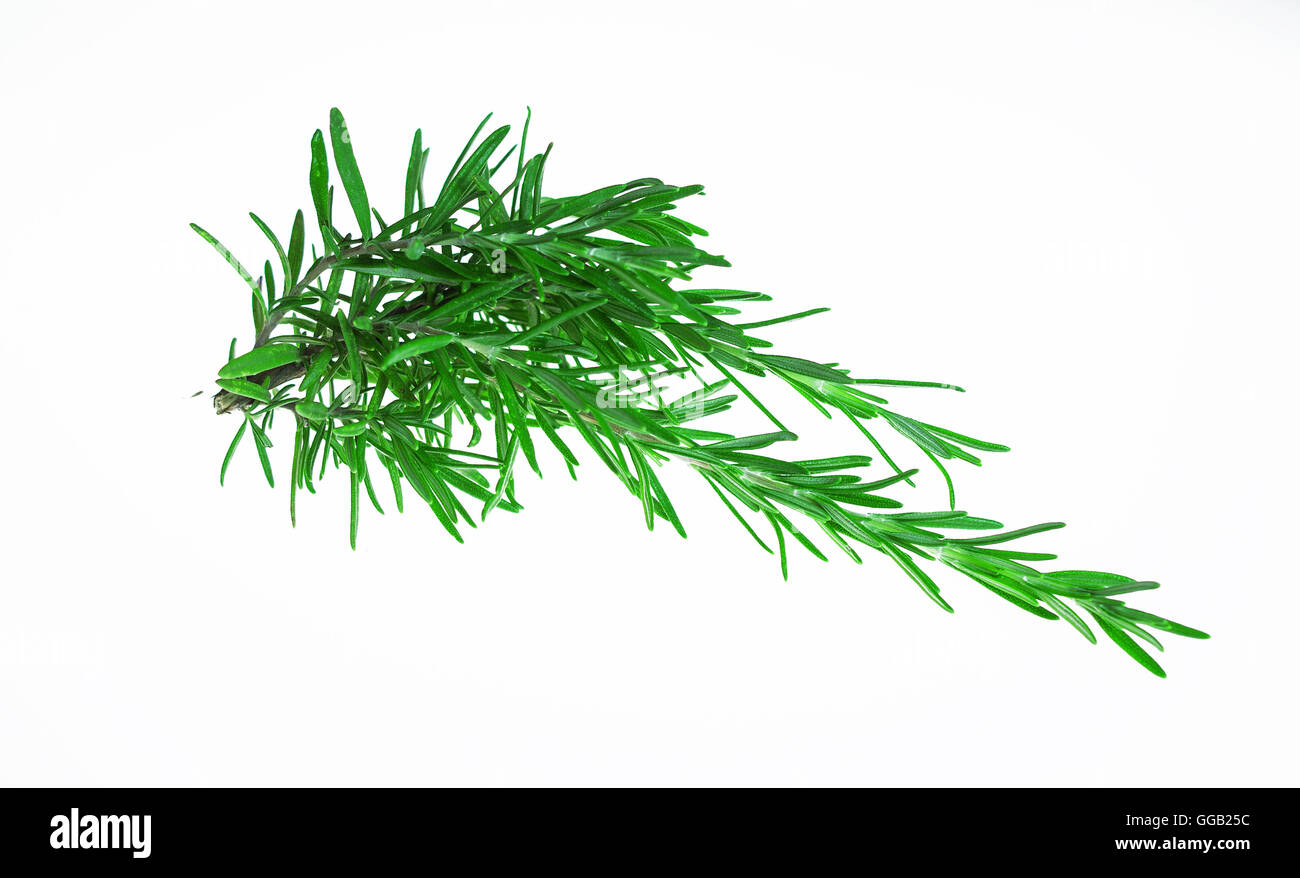 Sprig of fresh rosemary in white background Stock Photo - Alamy