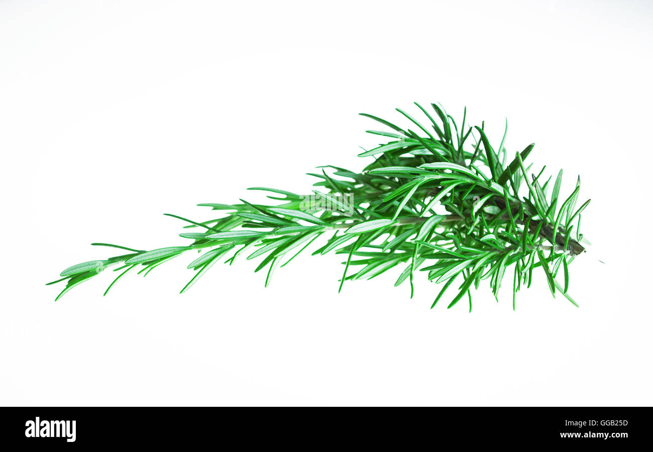 Sprig of fresh rosemary in white background Stock Photo - Alamy