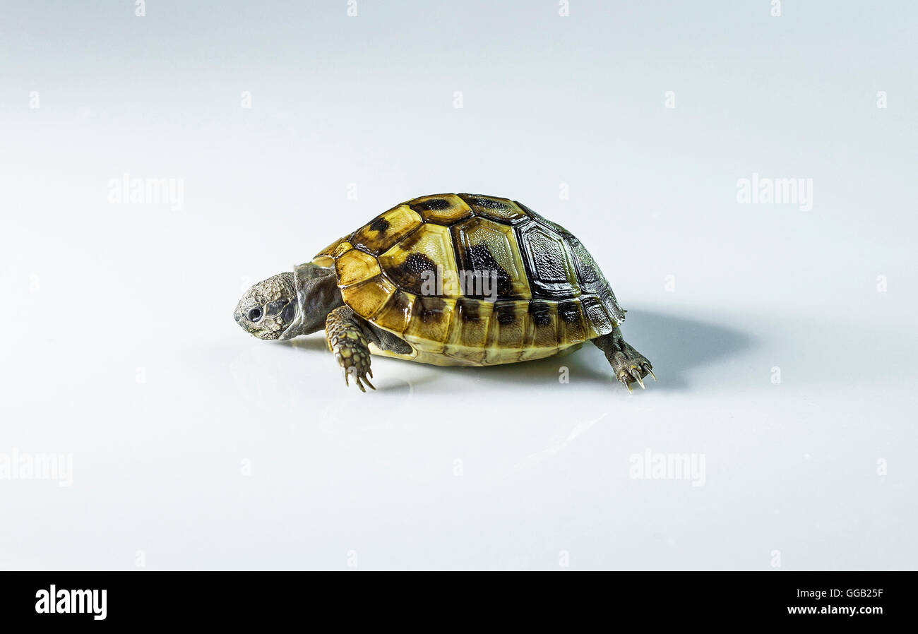 A young greek tortoise in white background Stock Photo - Alamy