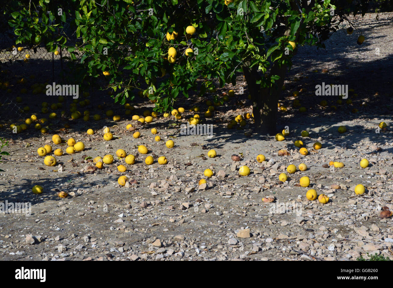 Windfall Lemons in Fruit Orchard in Katelios on the Greek Island of ...