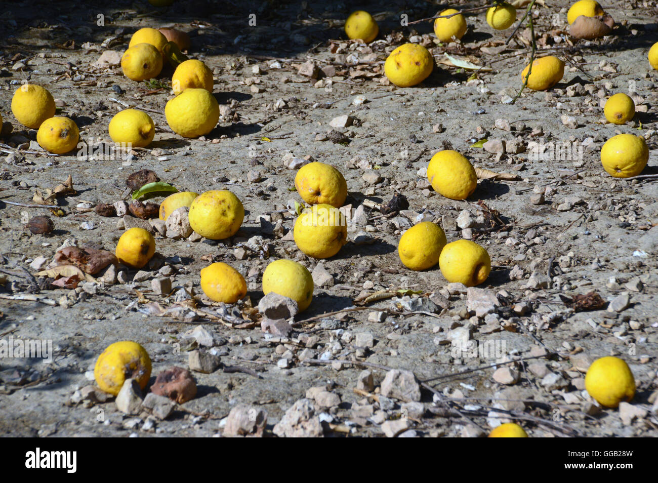 Windfall Lemons in Fruit Orchard in Katelios on the Greek Island of ...