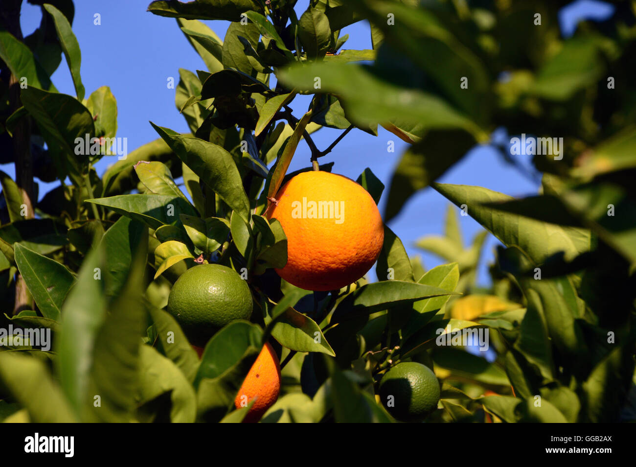 Oranges And Sunshine