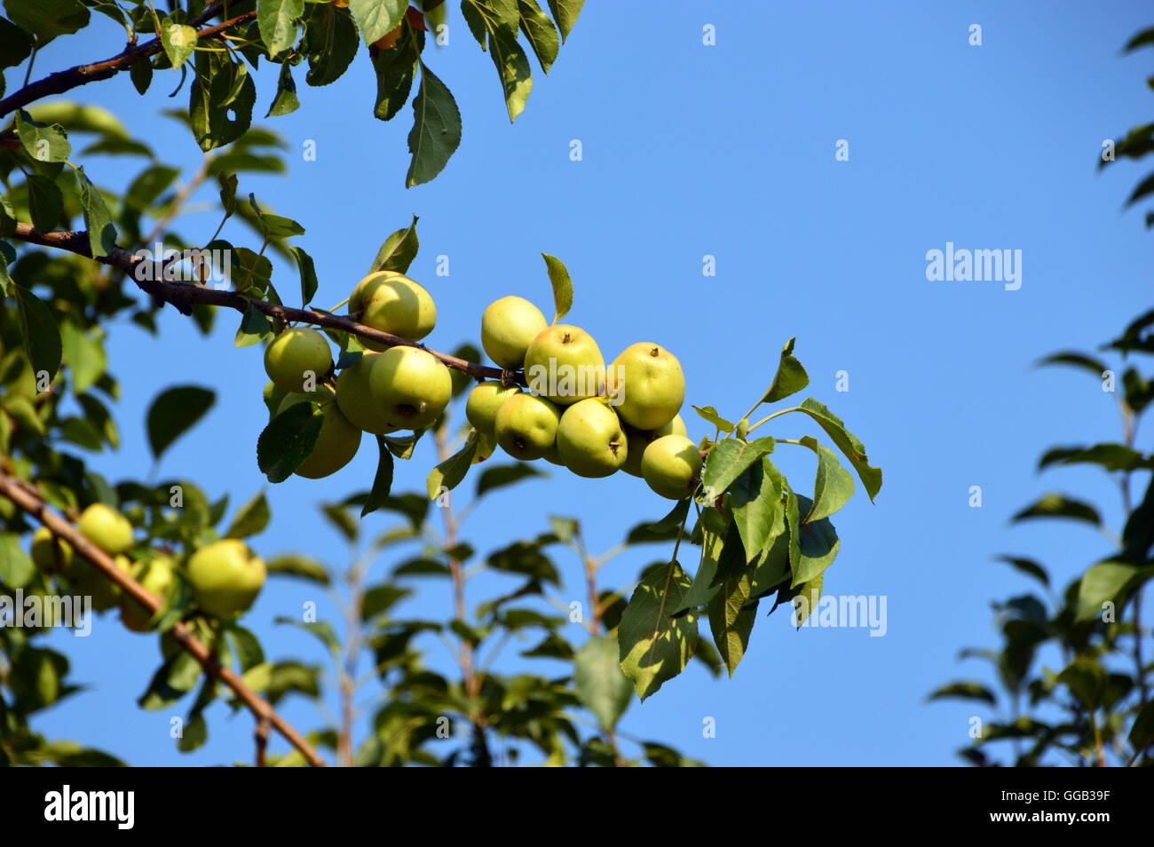 Green Apples in Sunshine Still on the Branch in Katelios on the Greek ...