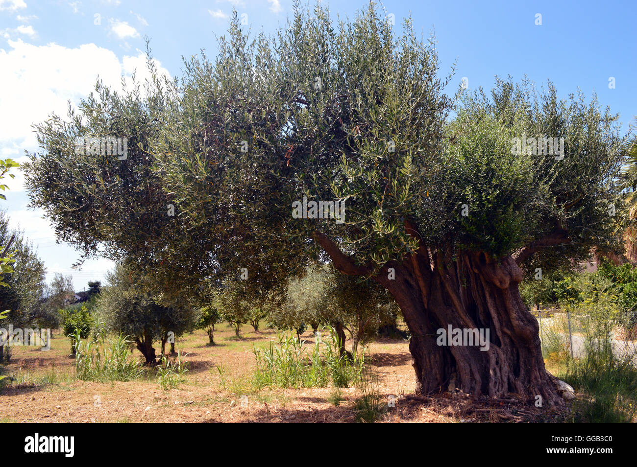 An Ancient Olive Trees in Kateleios on the Greek Island of Kefalonia ...