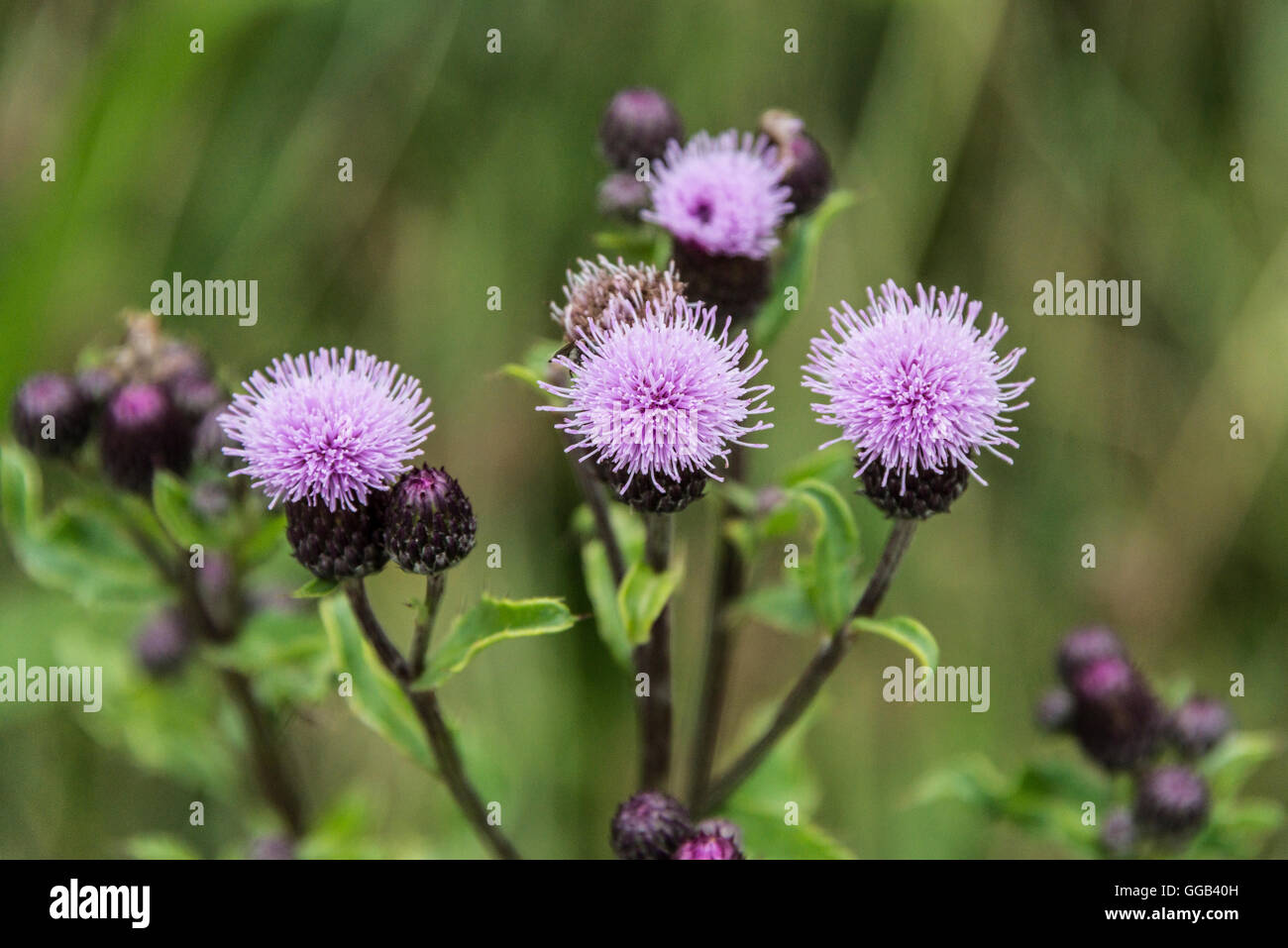 Soft purple thistle hi-res stock photography and images - Alamy