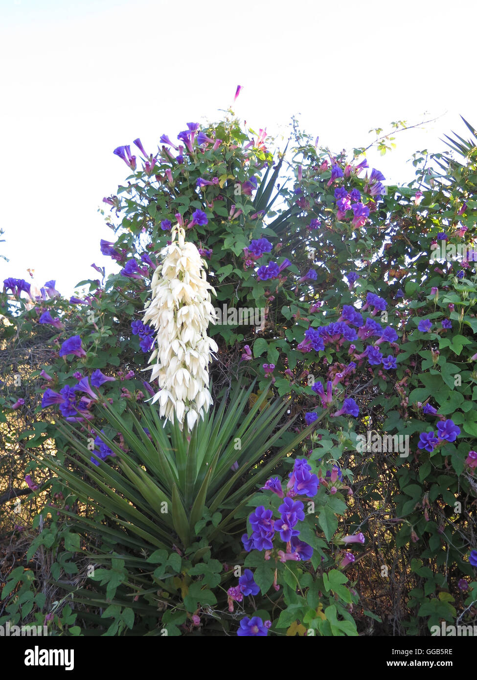 Yucca plant flower hi-res stock photography and images - Alamy