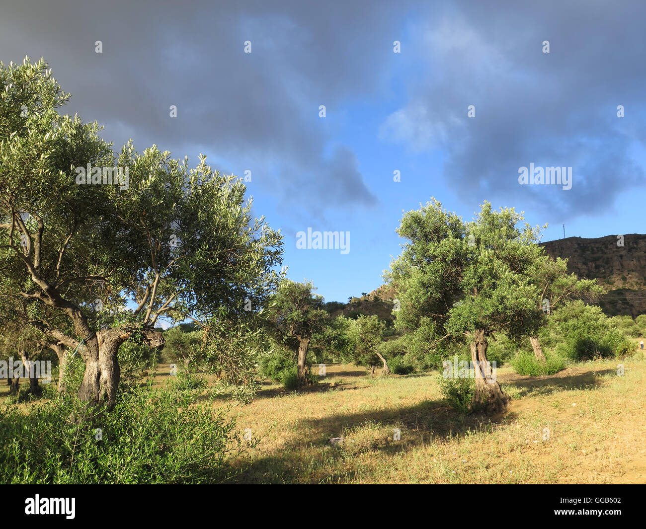 Grove trees hi-res stock photography and images - Alamy