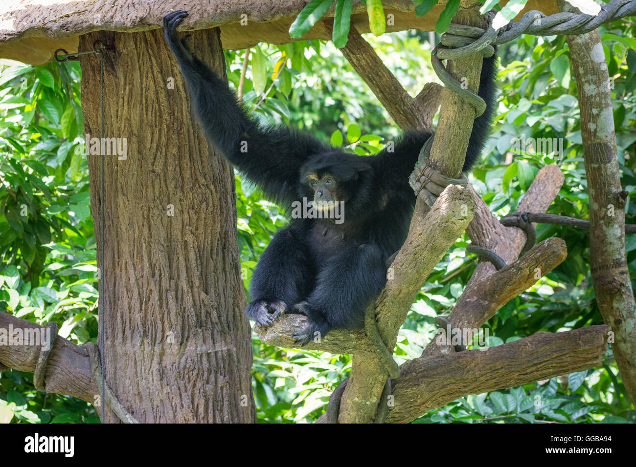 Gibbon monkey species sitting in tree seen in singapore Stock Photo - Alamy