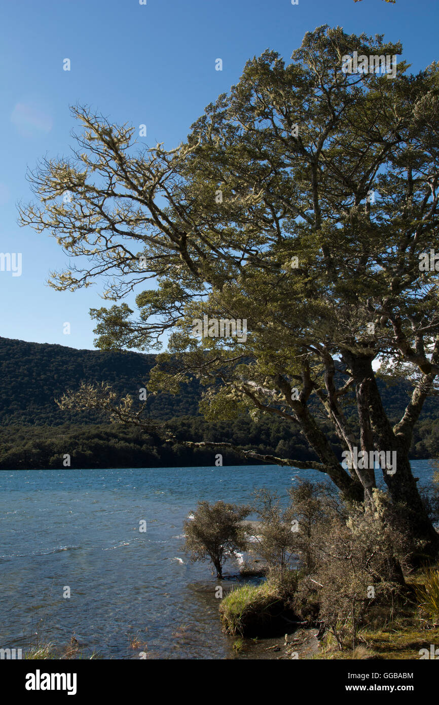 Old grown southern beech forest surrounds the Lower Mavora Lake in the ...