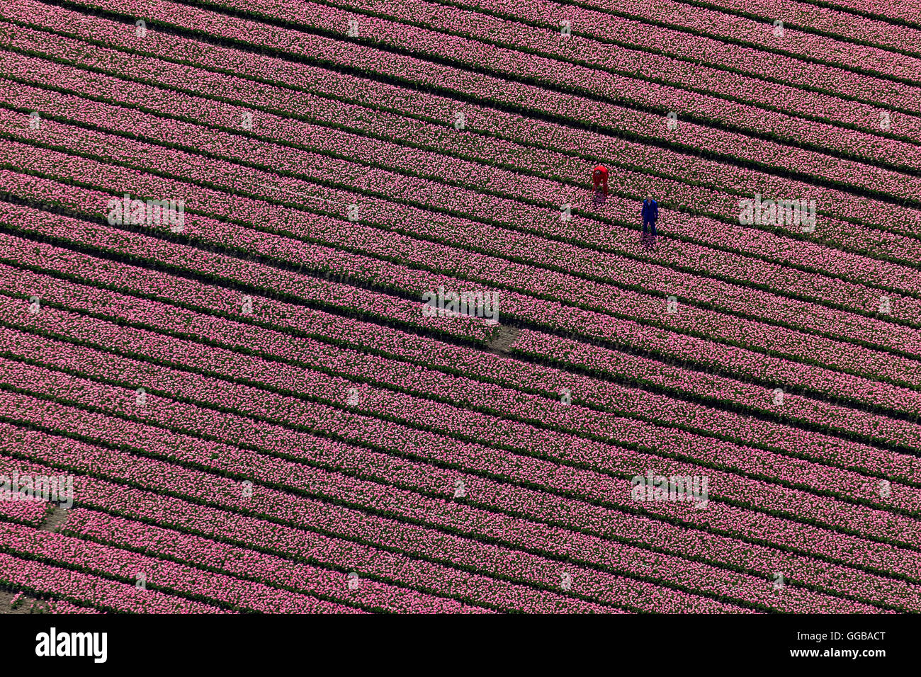 Aerial view, tulip fields, agriculture, colorful tulip fields, tulips ...