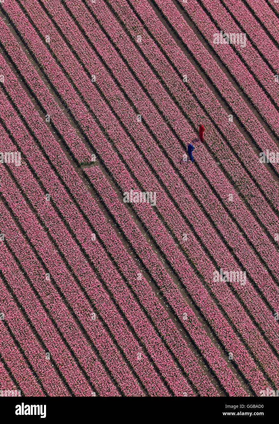 Aerial view, tulip fields, agriculture, colorful tulip fields, tulips ...