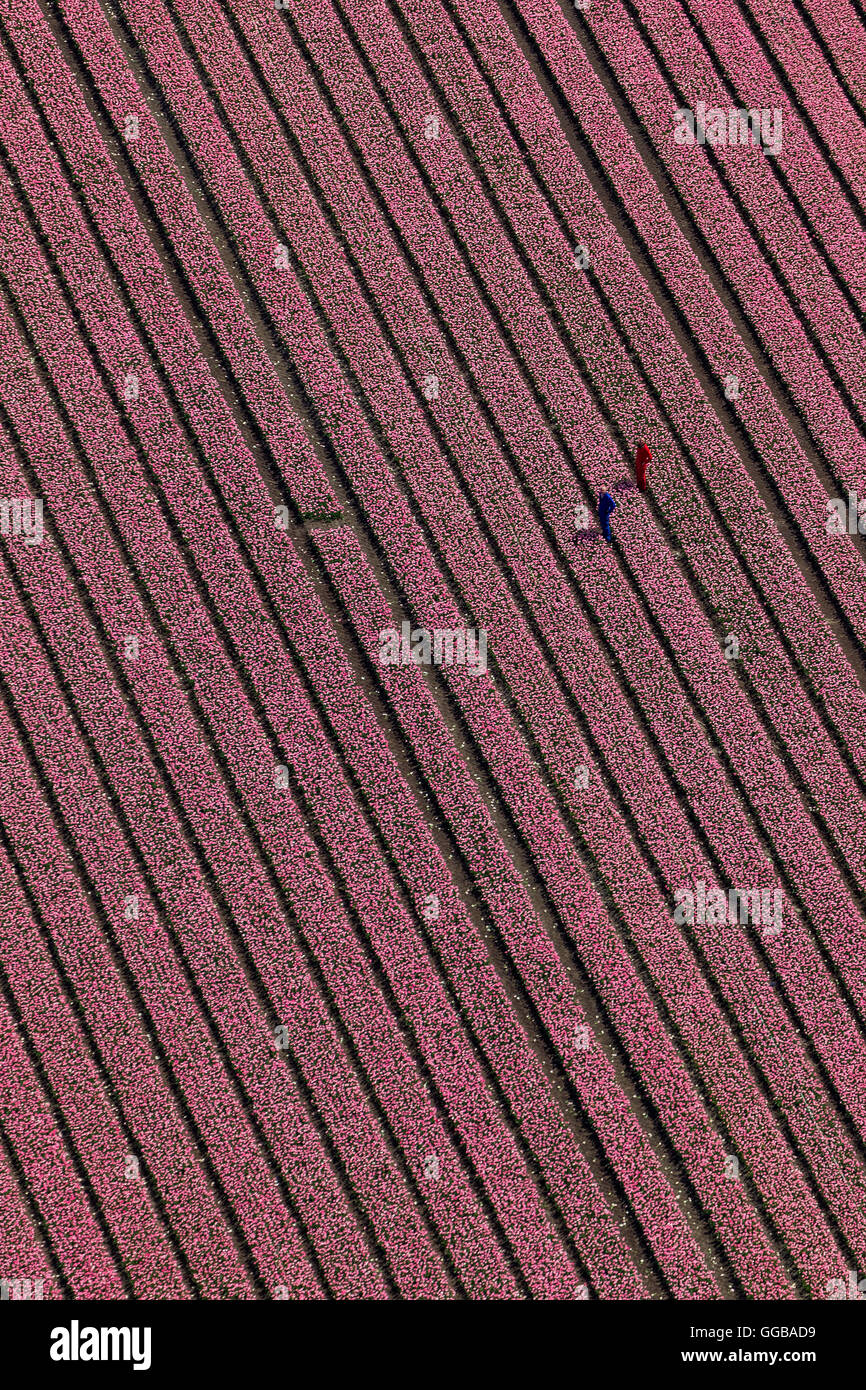 Aerial view, tulip fields, agriculture, colorful tulip fields, tulips ...