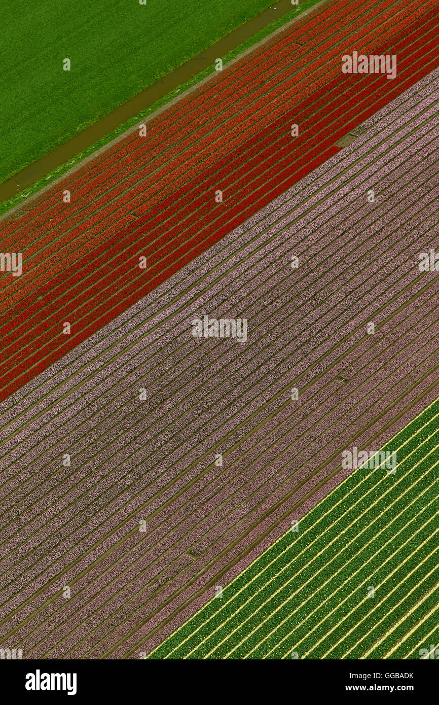 Aerial view, tulip fields, agriculture, colorful tulip fields, tulips ...