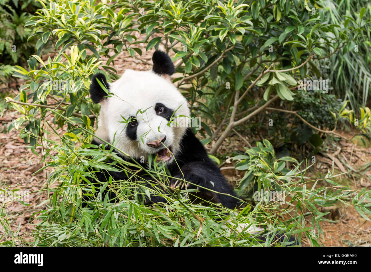 Panda eating bamboo hi-res stock photography and images - Alamy