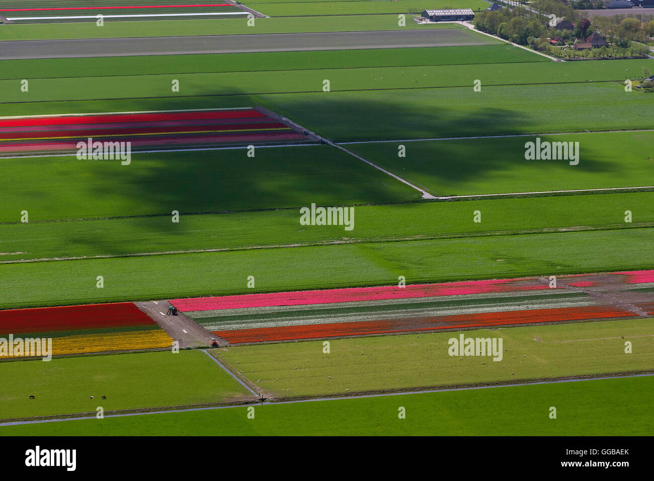 Aerial view, tulip fields, agriculture, colorful tulip fields, tulips ...